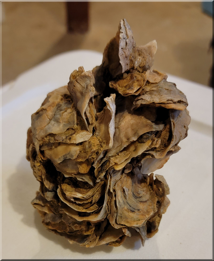 PIPSICO FOSSIL DIG OCTOBER 2022