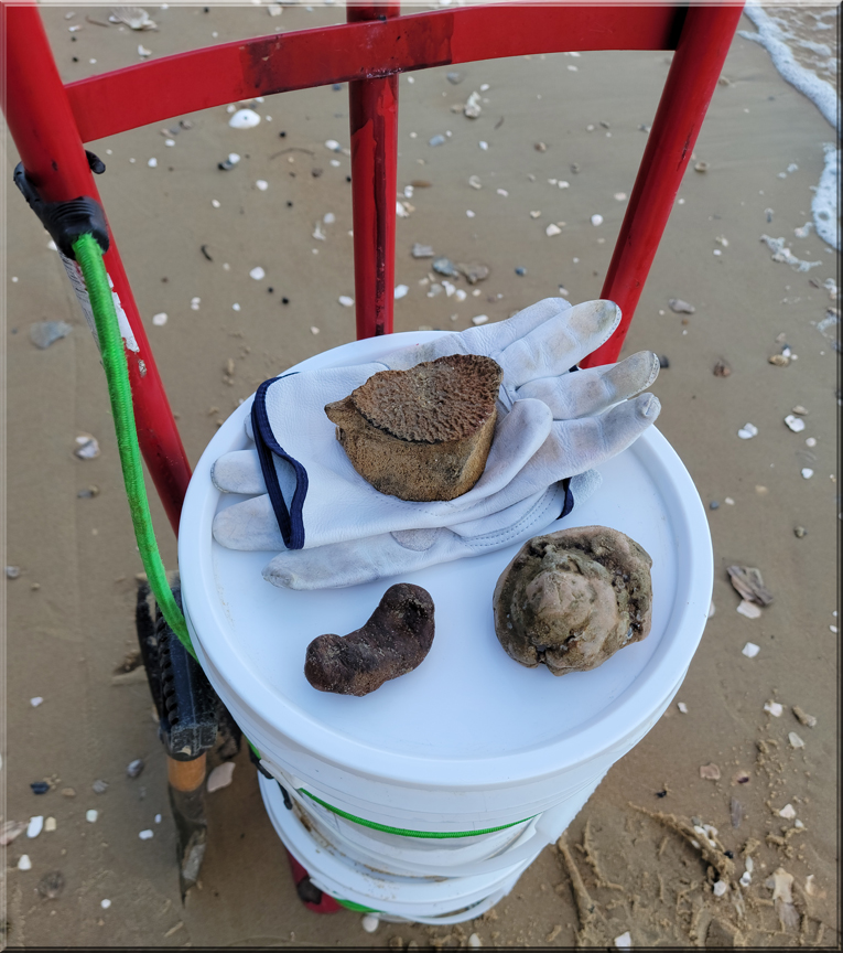 PIPSICO FOSSIL DIG OCTOBER 2022