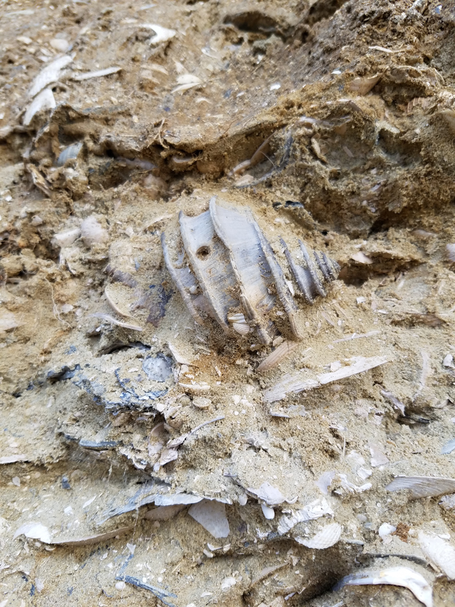 PIPSICO FOSSIL DIG OCTOBER 2018