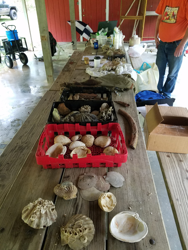 PIPSICO FOSSIL DIG OCTOBER 2018