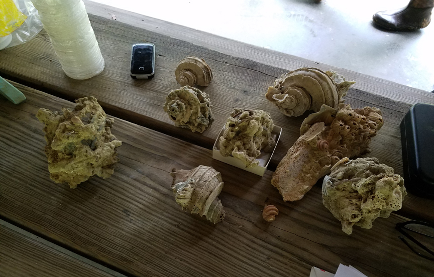 PIPSICO FOSSIL DIG OCTOBER 2018