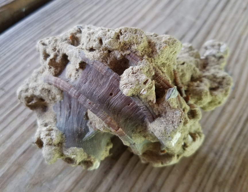 PIPSICO FOSSIL DIG OCTOBER 2018