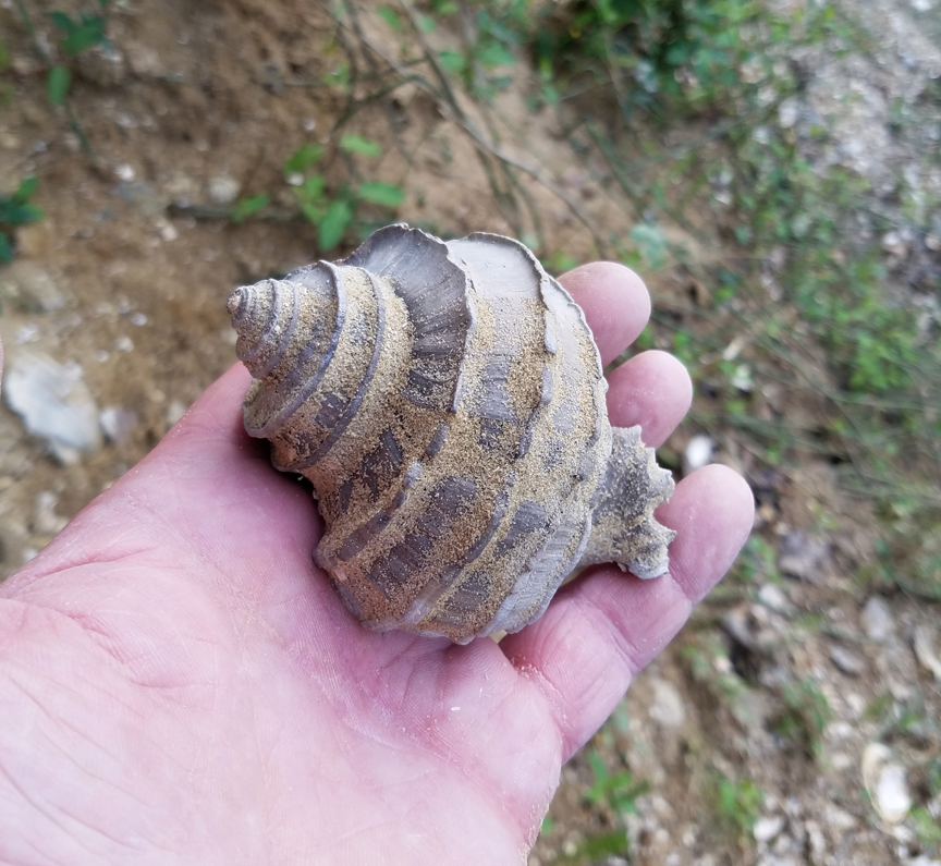 PIPSICO FOSSIL DIG OCTOBER 2018