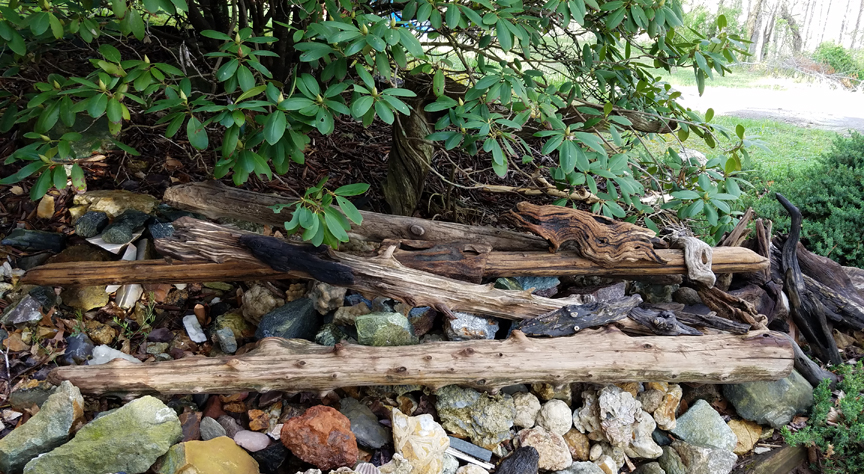 PIPSICO FOSSIL DIG OCTOBER 2018