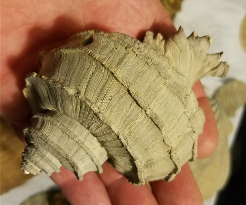 PIPSICO FOSSIL DIG OCTOBER 2018