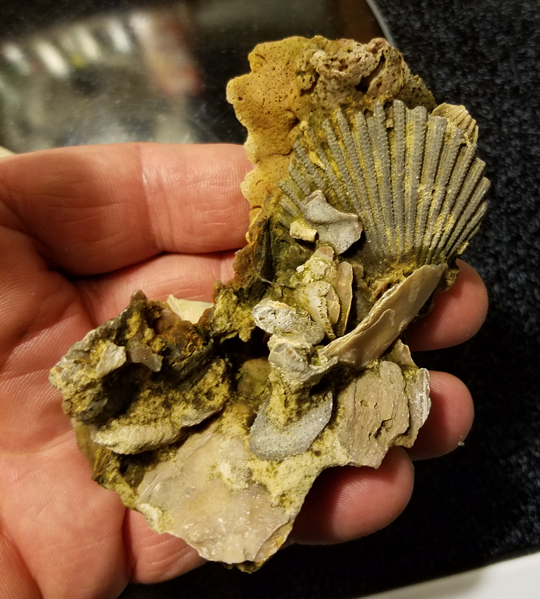 PIPSICO FOSSIL DIG OCTOBER 2018