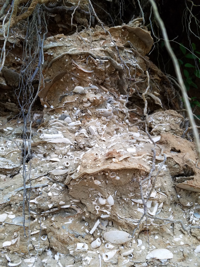 PIPSICO FOSSIL DIG OCTOBER 2018