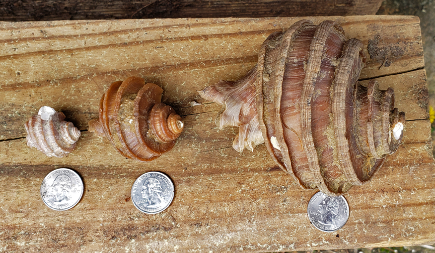 PIPSICO FOSSIL DIG OCTOBER 2018